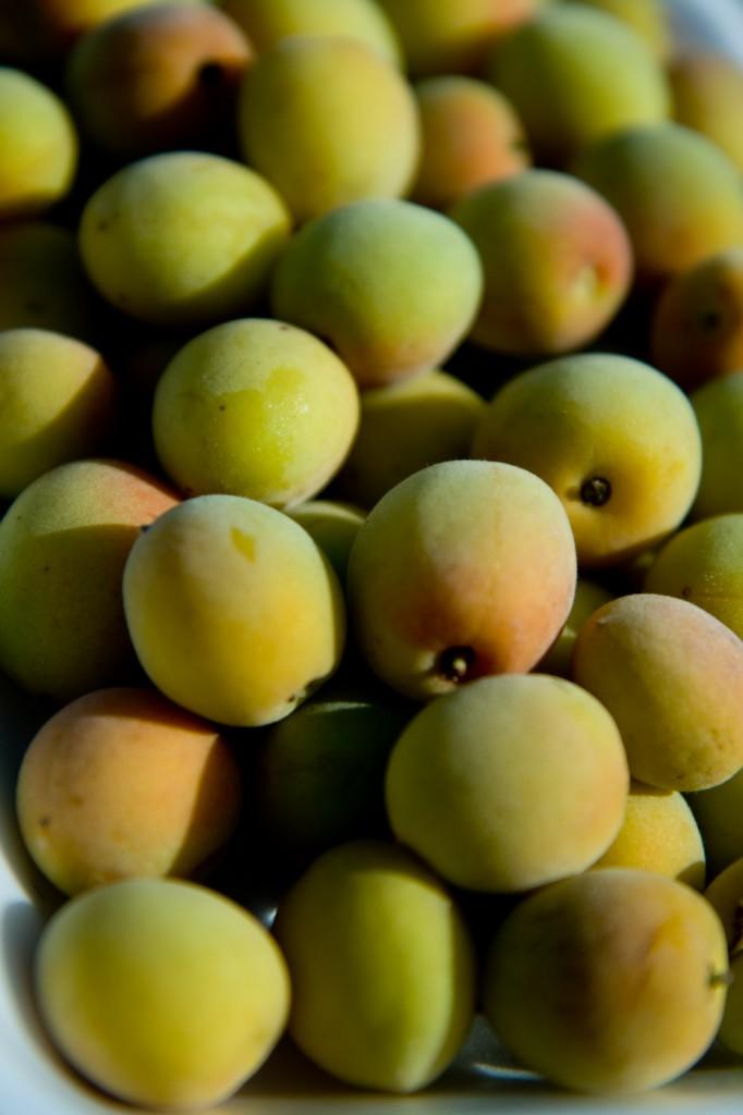 Ume plum 'season' in the Bay Area | Nichi Bei News