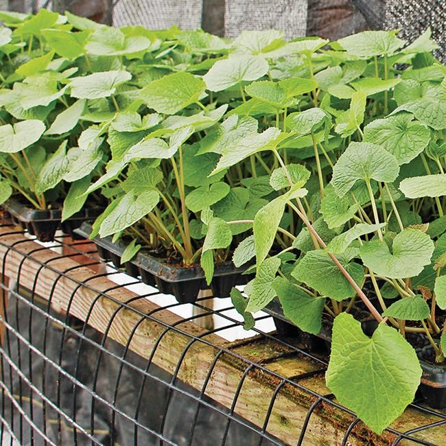 HEAT CHECK: Do you have the savvy to grow wasabi? | Nichi Bei News